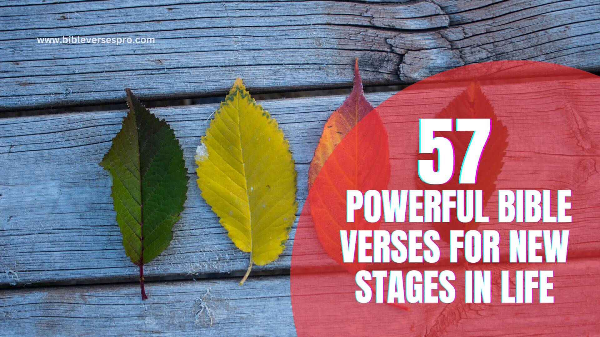 Bible Series Quotes
